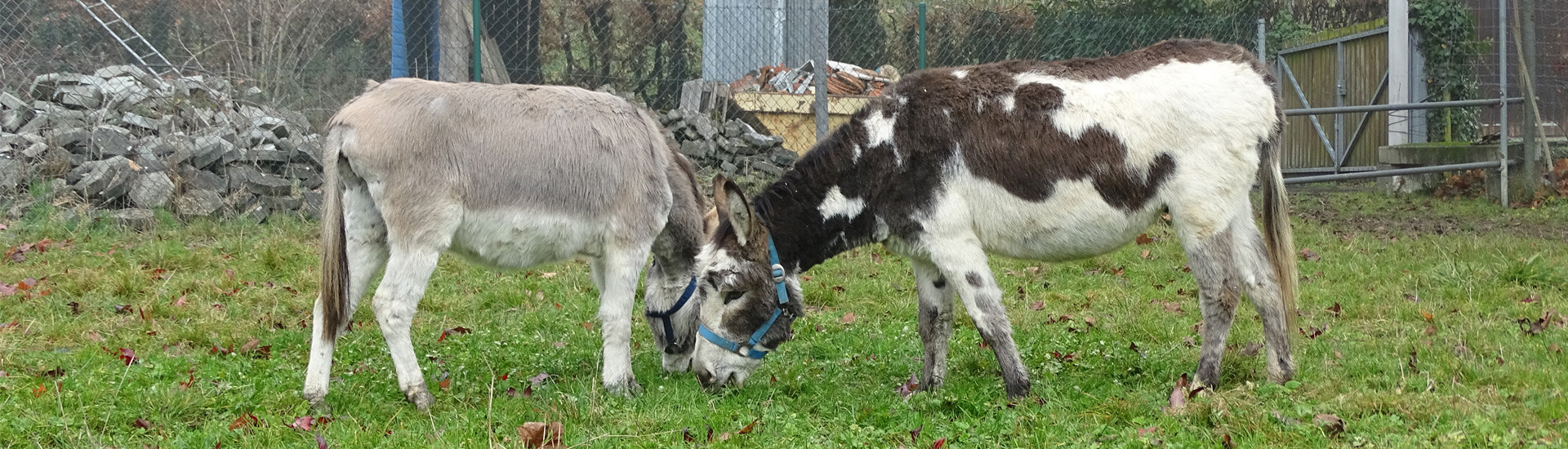 Unsere Tiere - Stiftung Eselhilfe – Eselhospiz Aline